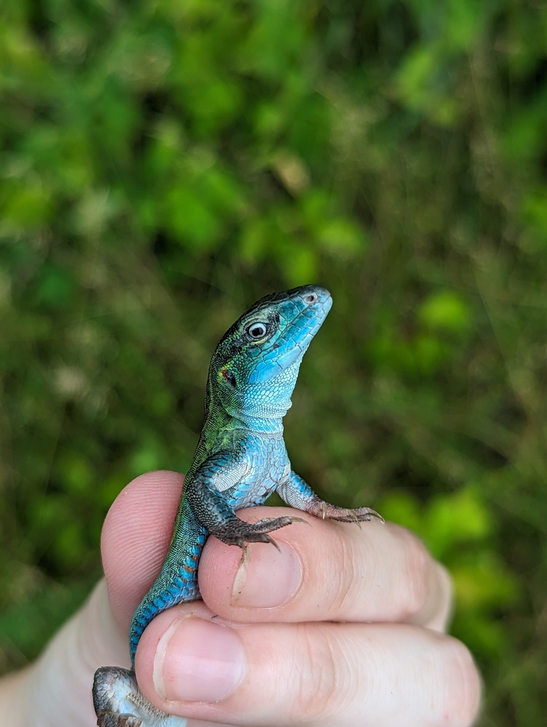 Prairie Racerunner from Fairfield Township, IN, USA on June 21, 2023 at ...