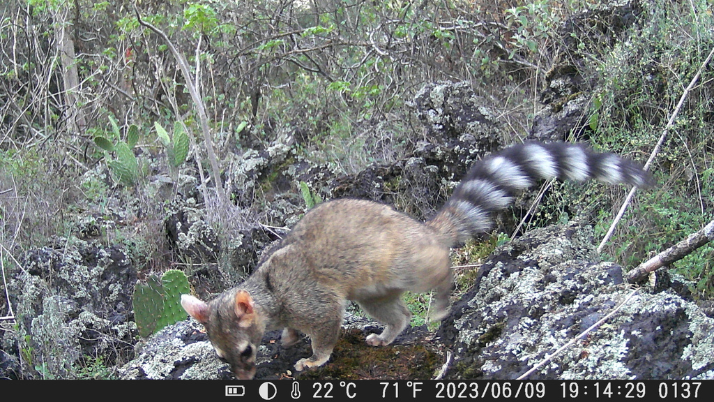 Ringtail from Parque Nacional Bosque del Pedregal, Ciudad de México ...