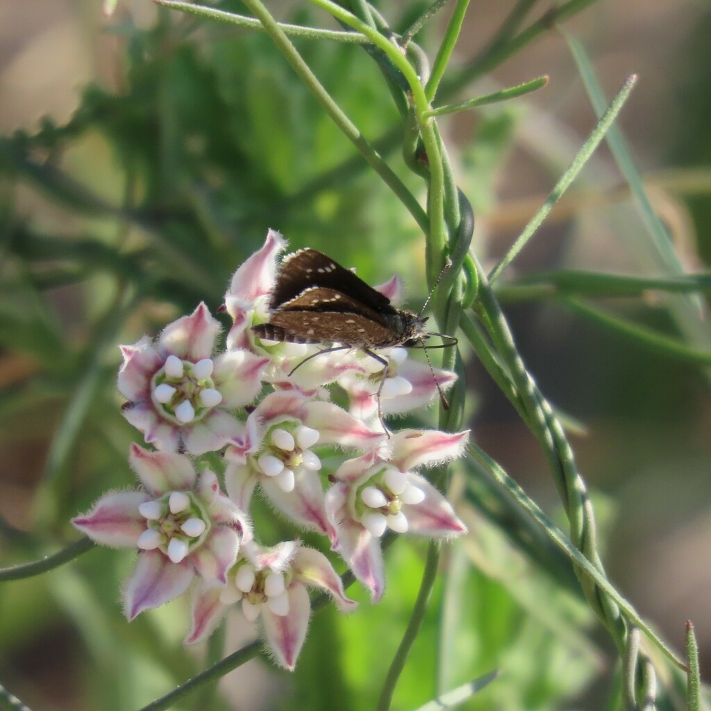 Dotted Roadside-Skipper from Sierra Vista Southeast, AZ, USA on June 28 ...