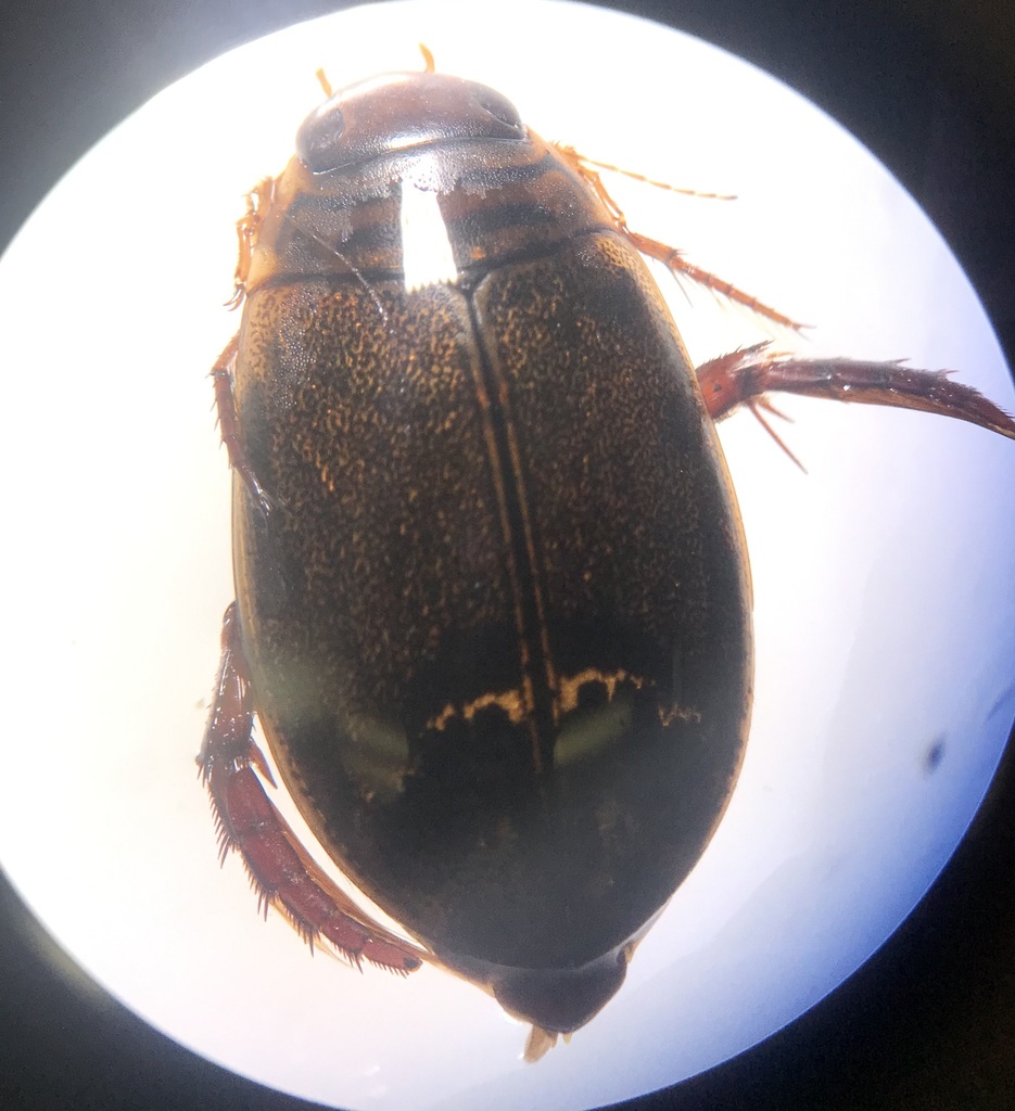 Acilius fraternus from Claiborne Parish, LA, USA on May 22, 2023 at 11: ...