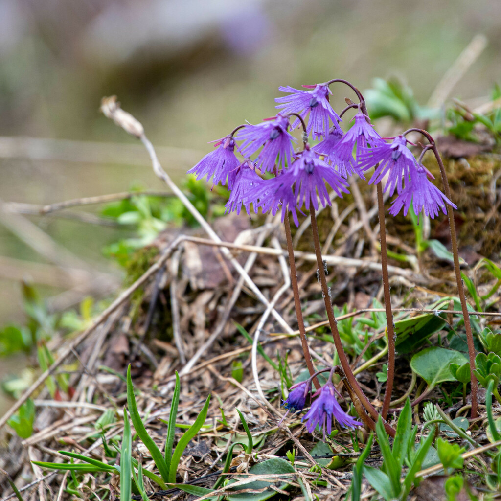 Alpine Snowbell from 74740 Sixt-Fer-à-Cheval, France on June 27, 2023 ...