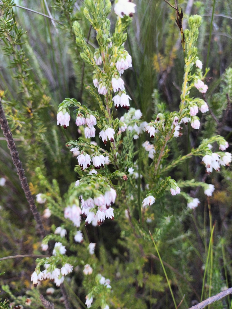 Erica lehmannii from Helipad Hospital, George, 6529, South Africa on June 28, 2023 at 10:42 AM ...