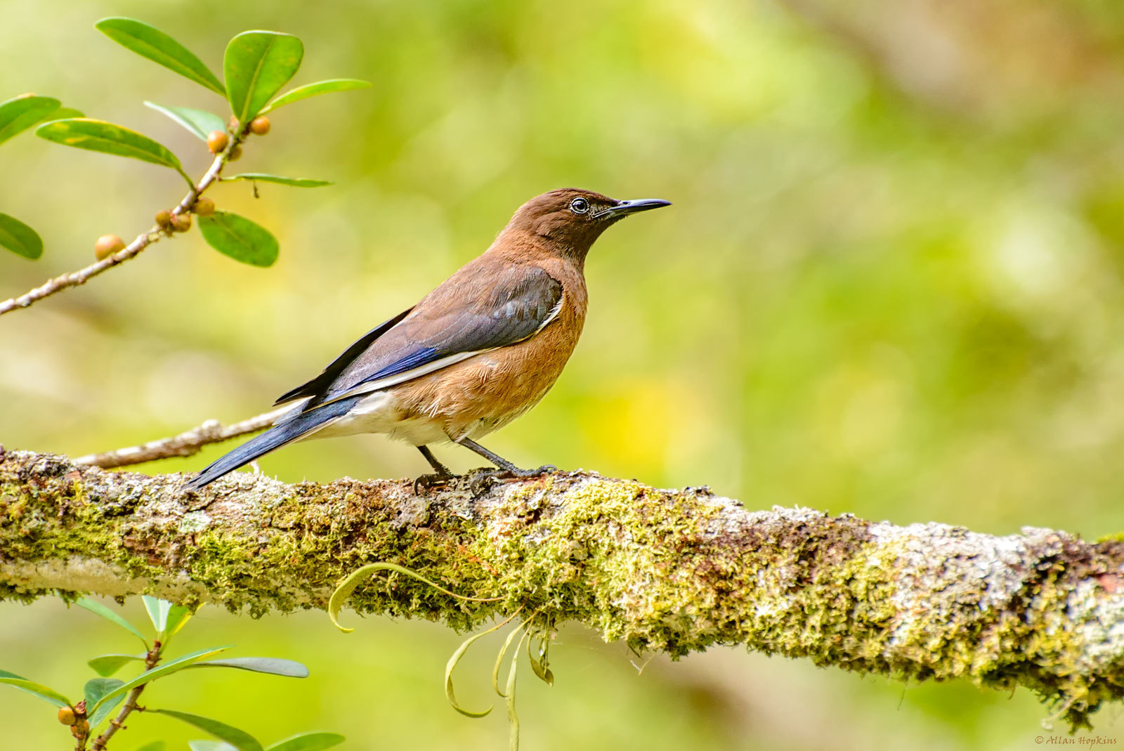 Hartlaubius auratus (Statius Muller, 1776)