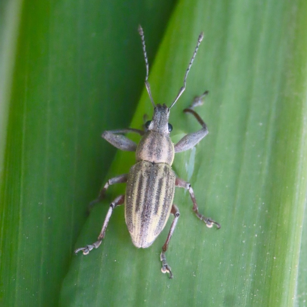 Pantomorus picipes from Zihuatanejo de Azueta, Guerrero, Mexico on June ...