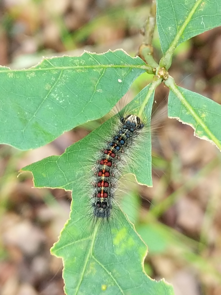 Spongy Moth from Paradise Township, PA, USA on June 28, 2023 at 12:40 ...