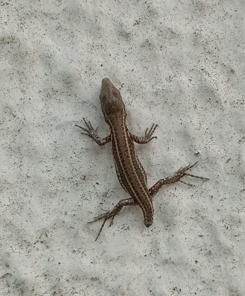Bocage's Wall Lizard from Faculdade de Ciências, 4150-181 Porto ...