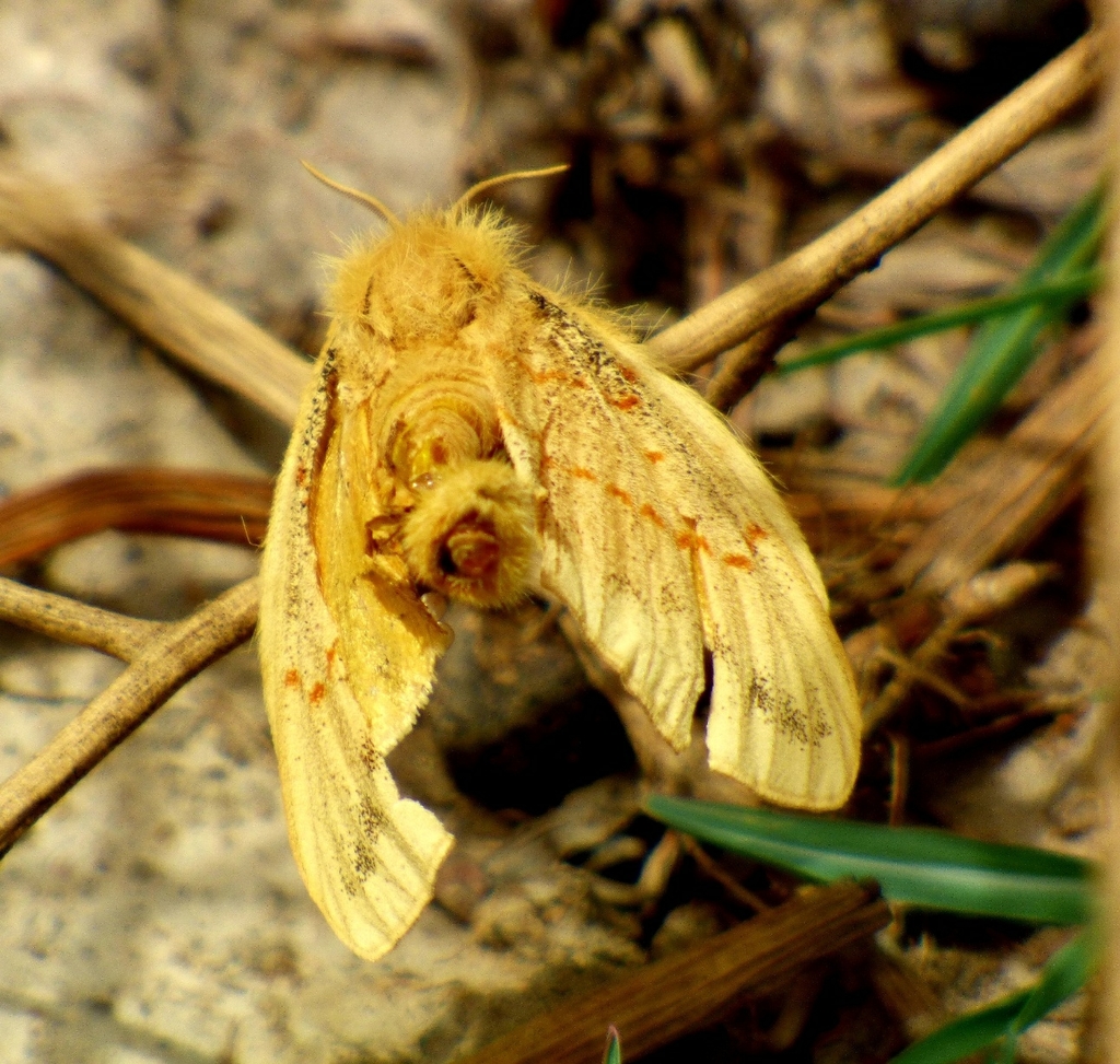 Ghost Moth from Baturiya, 731104, Jigawa, Nigeria on June 17, 2023 at ...