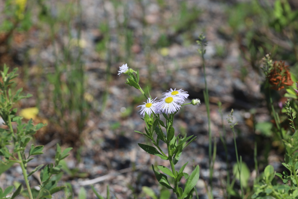 annual fleabane from Sault Ste. Marie, ON, Canada on June 28, 2023 at ...