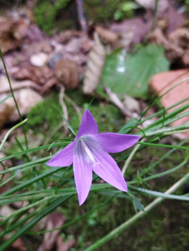 Spreading Bellflower from Comunidad Foral de Navarra, ES-NA-NV, ES on ...