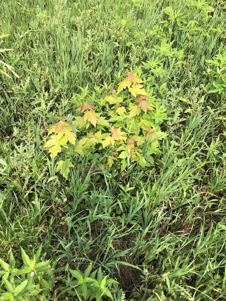 red maple from Rock River, Machesney Park, IL, US on June 28, 2023 at ...