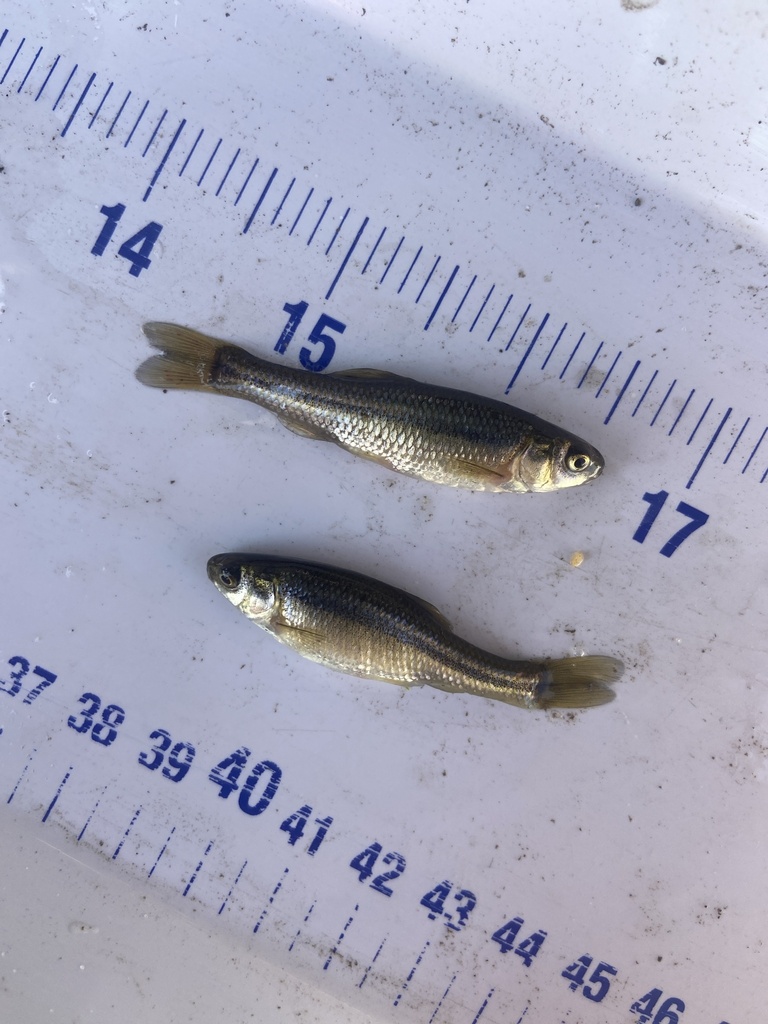 Fathead Minnow from 474th Ave, Beresford, SD, US on June 28, 2023 at 04 ...