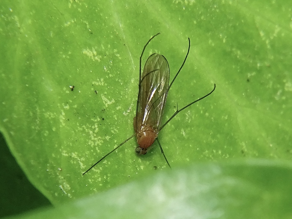 Orfeliini from Jardim do Castelo - Abrantes, Abrantes, Centro, PT on ...