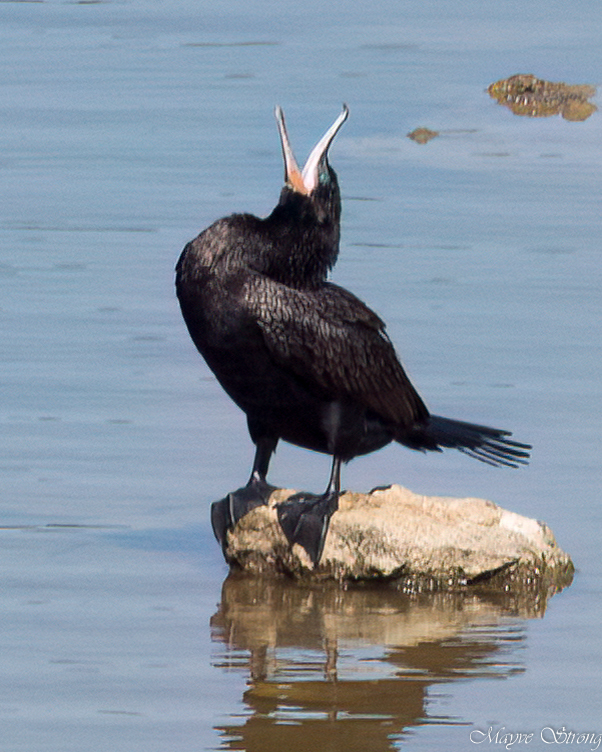 Double-crested Cormorant from Lake Ray Roberts Dam Rd, Aubrey, TX, USA ...