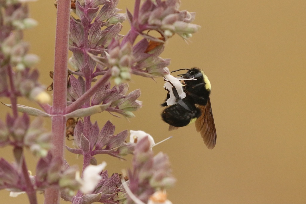 Crotch's Bumble Bee from Marine Corps Base Camp Pendleton, Fallbrook ...