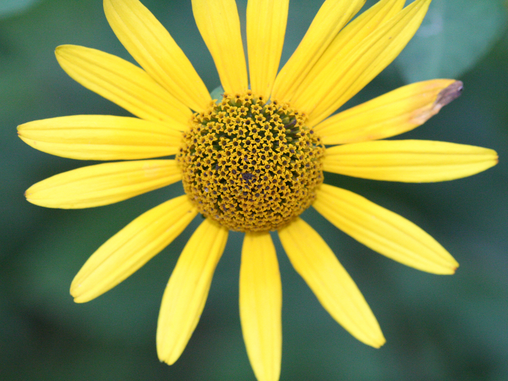common false sunflower (Heliopsis helianthoides helianthoides ...