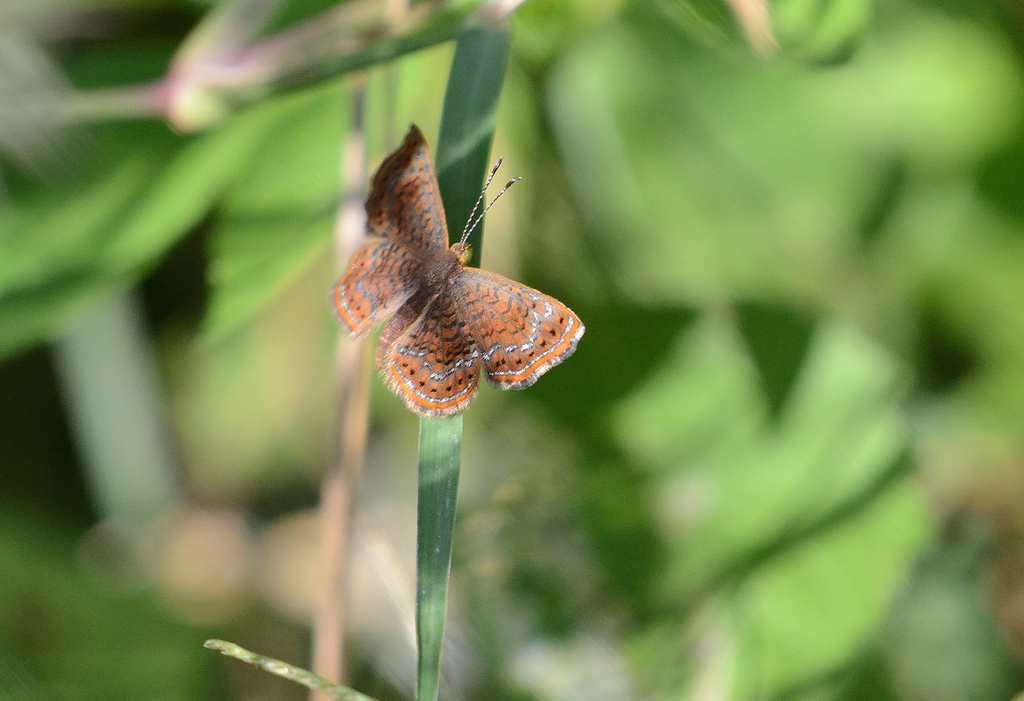 Rounded Metalmark from Kendall County, TX, USA on June 28, 2023 at 08: ...