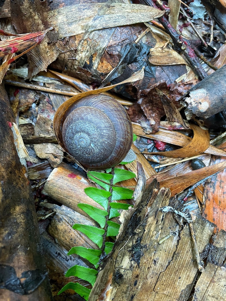 Camaena poyuensis from 都安瑶族自治县, 河池市, 广西壮族自治区, CN on May 25, 2023 at 10:27 AM by bailing ...