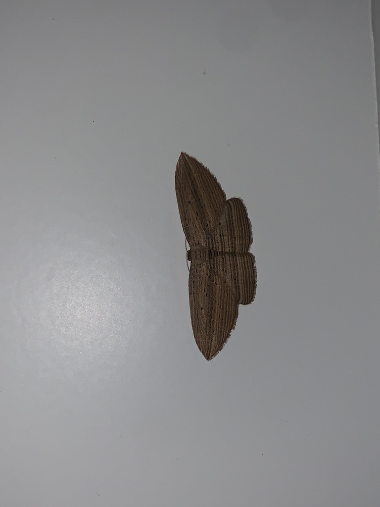 Cabbage tree moth from North Island, Matamata, Waikato, NZ on June 28 ...