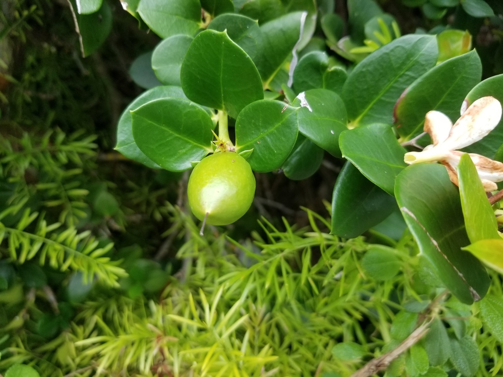 Natal Plum from Warwick Parish, Bermuda on June 18, 2023 at 12:55 PM by ...