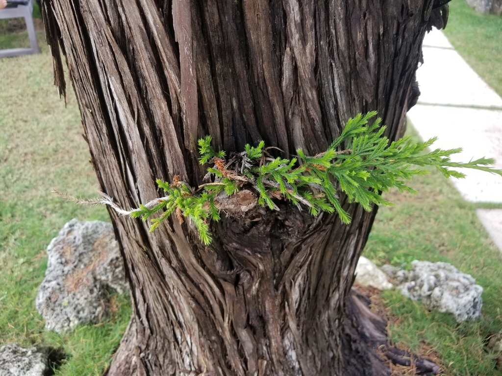 Bermuda juniper in June 2023 by Al Keuter · iNaturalist