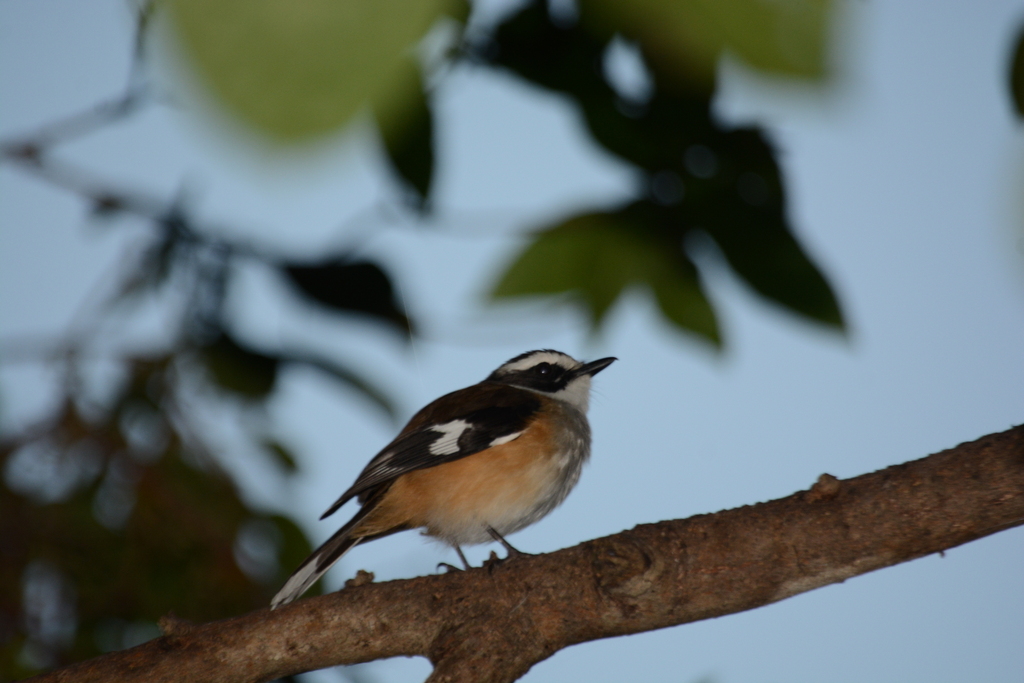 Buff-sided Robin from Calvert NT 0862, Australia on May 20, 2021 at 07: ...
