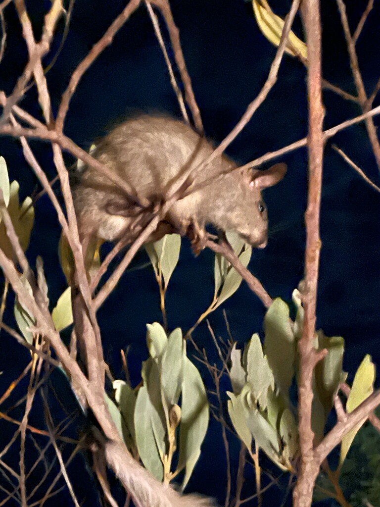 Black-footed Tree Rat in May 2021 by emer1991 · iNaturalist