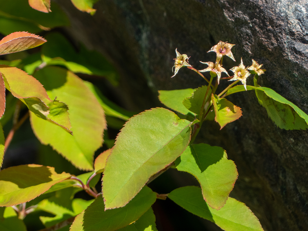 Bartram Shadbush from Quidi Vidi, St. John's, NL, Canada on June 21 ...