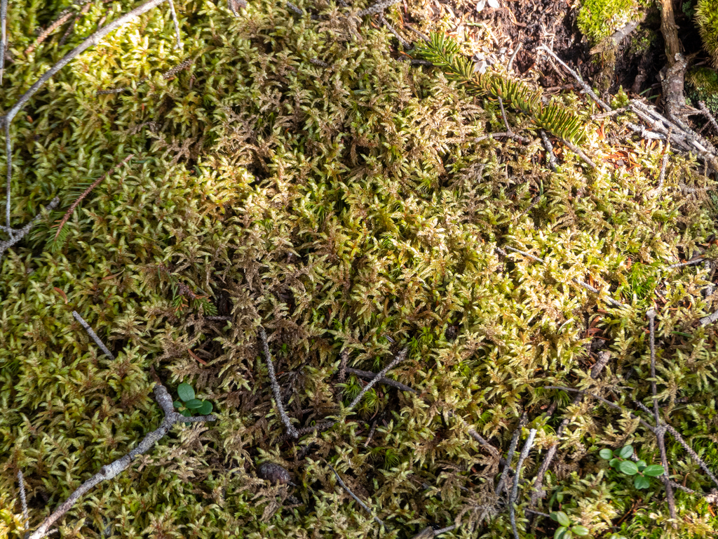 Red-stemmed Feather Moss from Newfoundland and Labrador, Canada on June ...