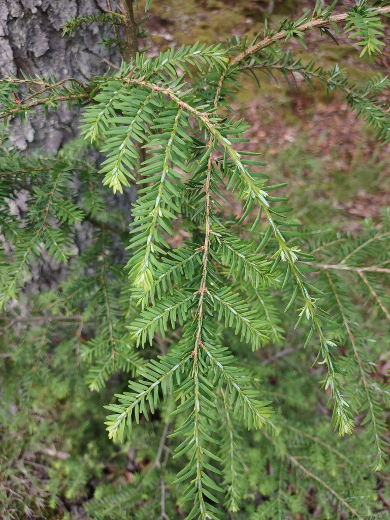 eastern hemlock from Tucker County on June 28, 2023 at 07:32 PM by ...