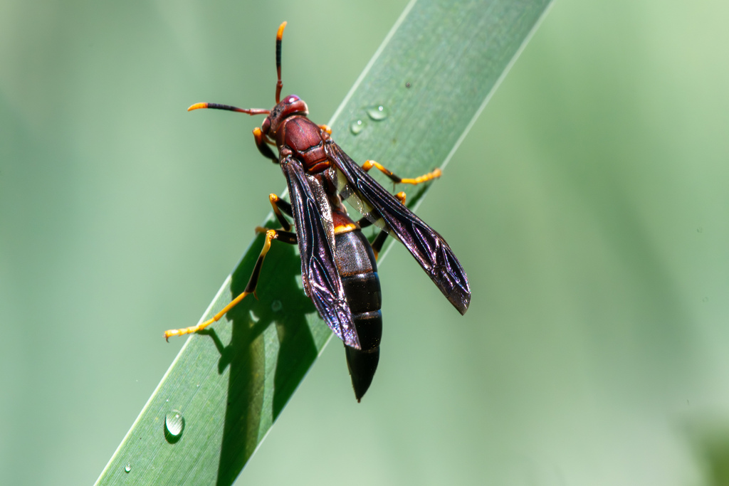 Ringed Paper Wasp from Lewisville, TX, USA on June 27, 2023 at 04:02 PM ...