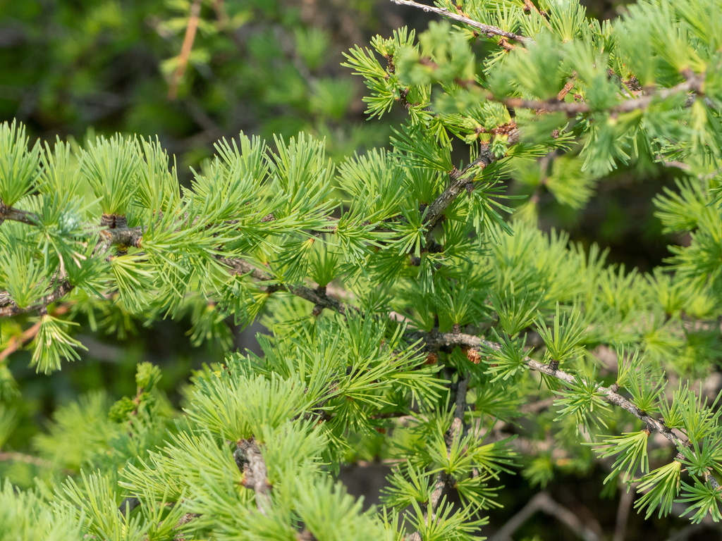 tamarack from Newfoundland and Labrador, Canada on June 22, 2023 at 02: ...