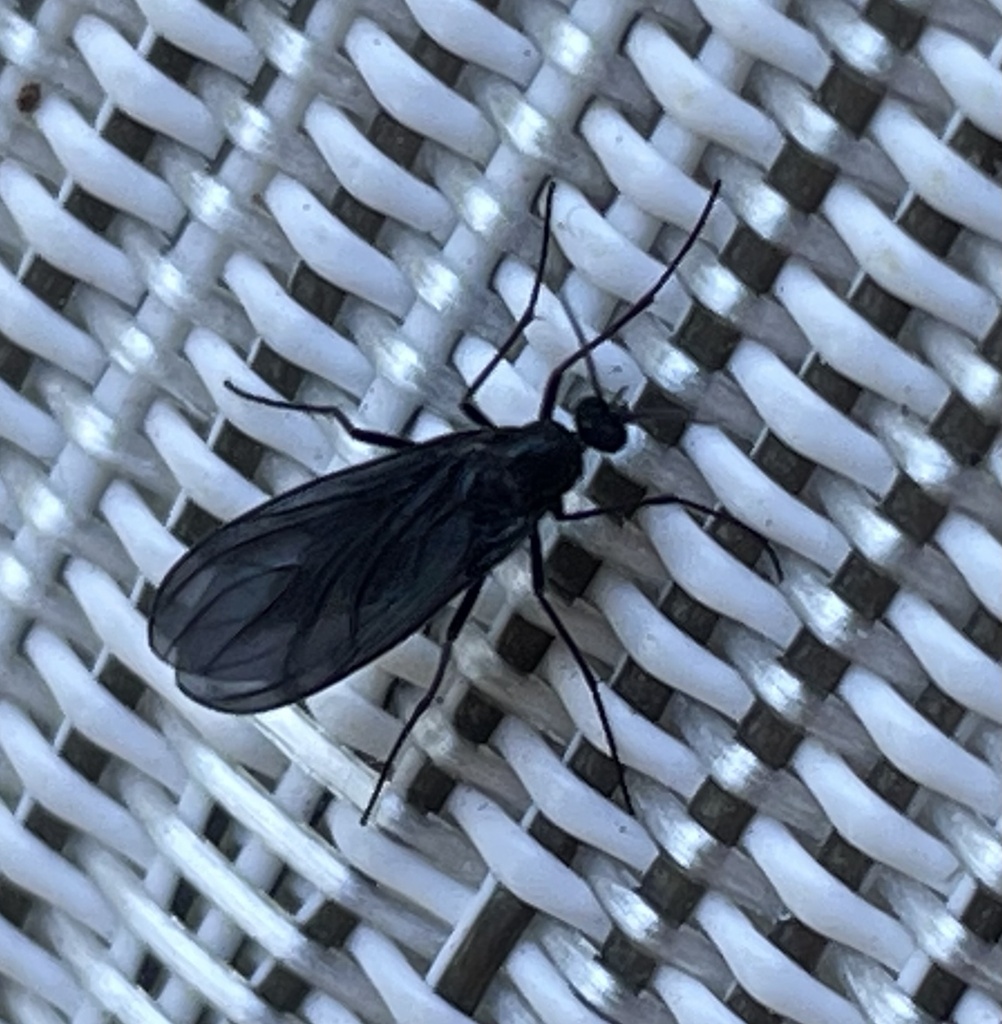 Dark-winged Fungus Gnats from Malanda Millaa Millaa Rd, Millaa Millaa ...