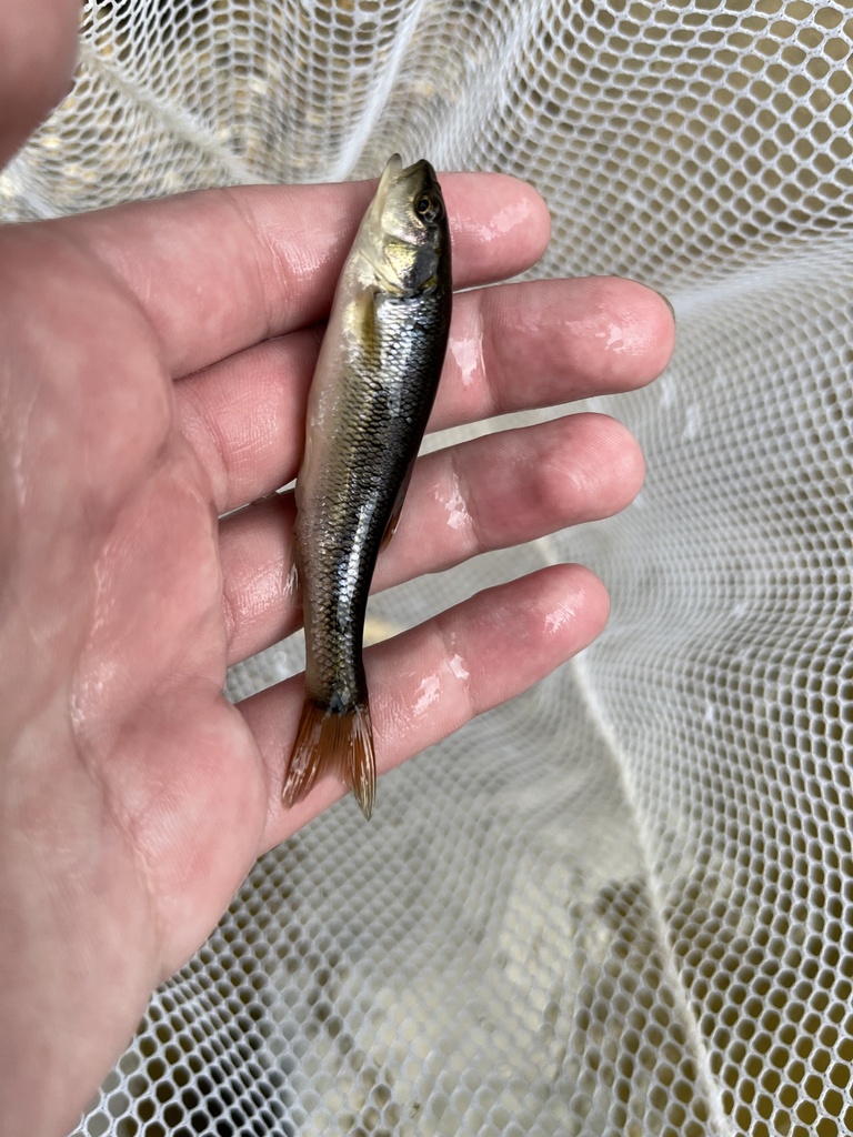 Creek Chub from Big Gunpowder, Glen Arm, MD, US on June 28, 2023 at 07: ...