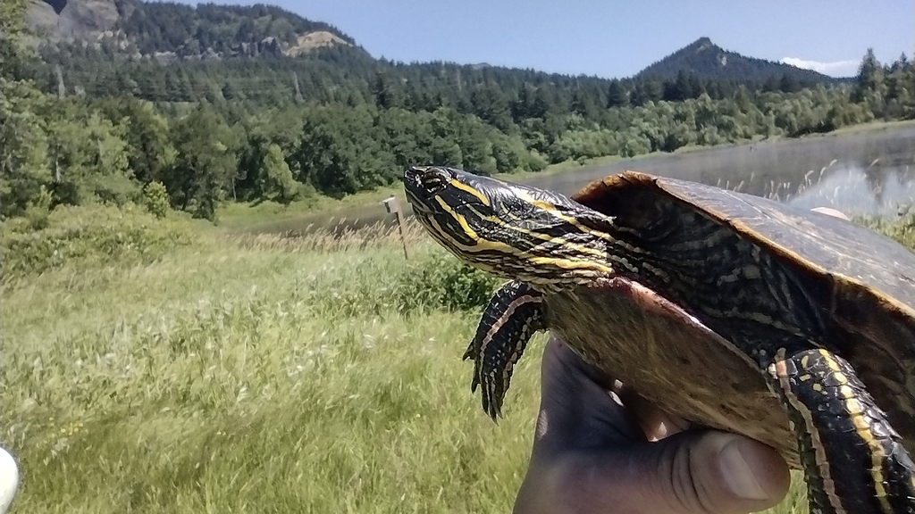 Painted Turtle in June 2023 by Joe Skalicky · iNaturalist