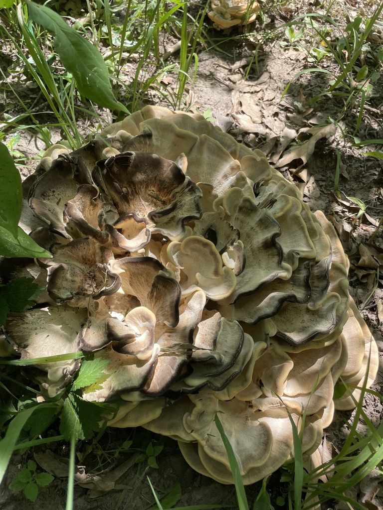 Black-staining Polypore from Forest Park, St. Louis, MO, US on June 27 ...