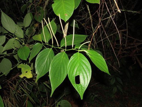 Piper fresnoense · iNaturalist