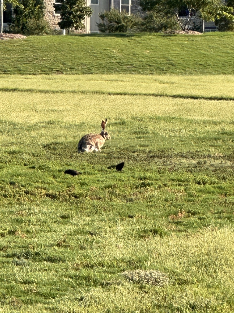 Black-tailed Jackrabbit from Heritage Trail Blvd, Denton, TX, US on June 28, 2023 at 06:39 PM by ...