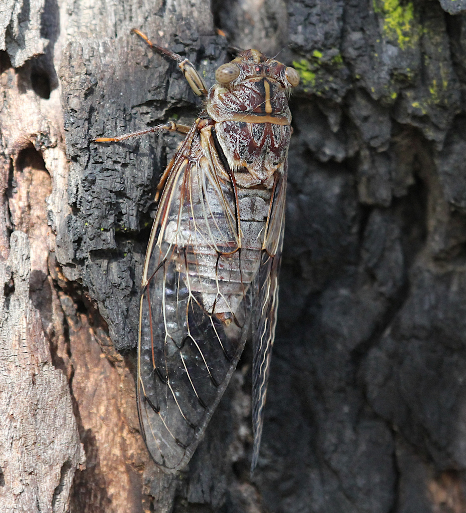 Razor Grinder from Coombabah Lake Conservation Park, Gold Coast QLD ...