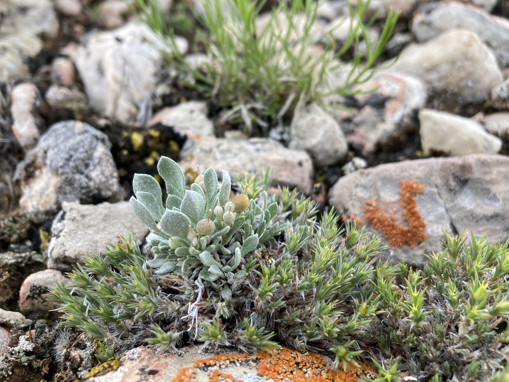 Physaria pachyphylla from Bridger, MT, US on June 28, 2023 at 06:04 PM ...