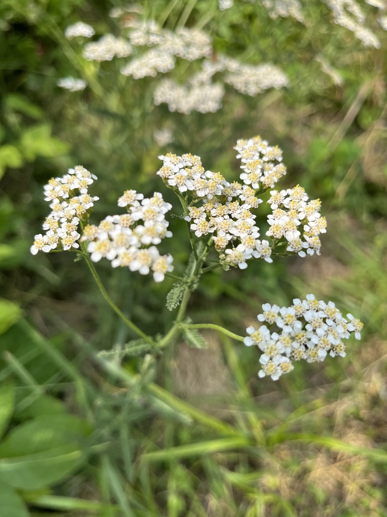 common yarrow from N 400 E, Union City, IN, US on June 28, 2023 at 03: ...