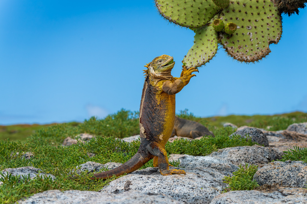 Galápagos Land Iguana in June 2023 by Simon Pierce · iNaturalist