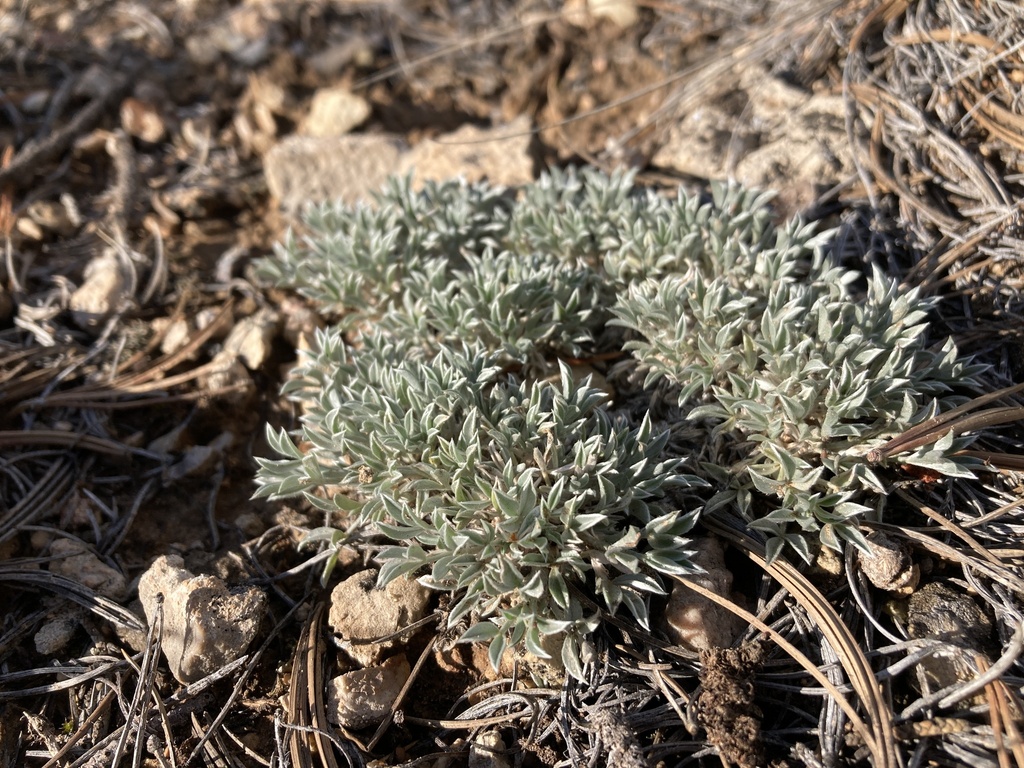 Summer Milkvetch from Bridger, MT, US on June 28, 2023 at 06:58 PM by ...