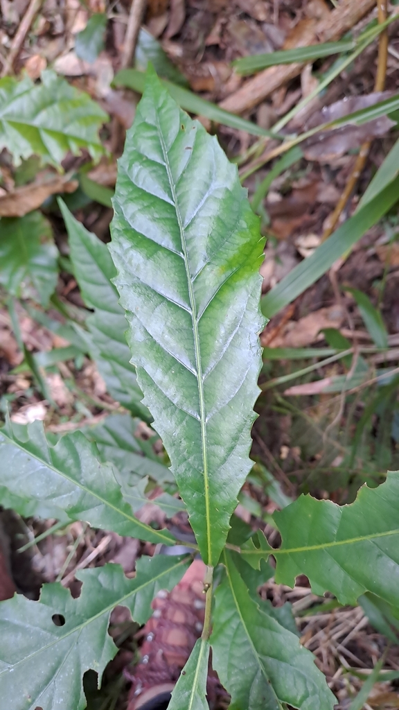 Something from Karangi NSW 2450, Australia on June 20, 2023 at 03:19 PM ...