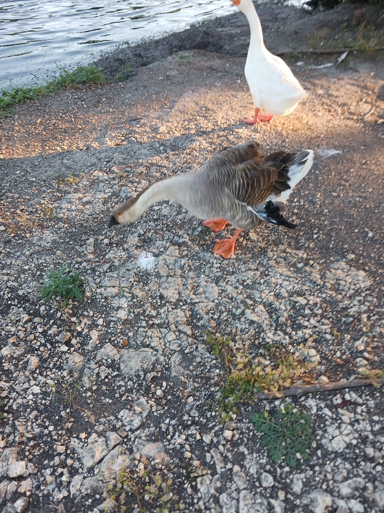 Domestic Swan Goose from Duncanville, TX 75116, USA on June 28, 2023 at ...