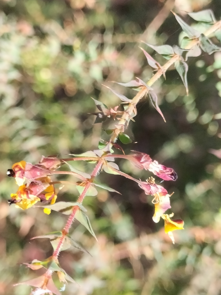 spiny bush-pea from Albany Creek QLD 4035, Australia on June 28, 2023 ...