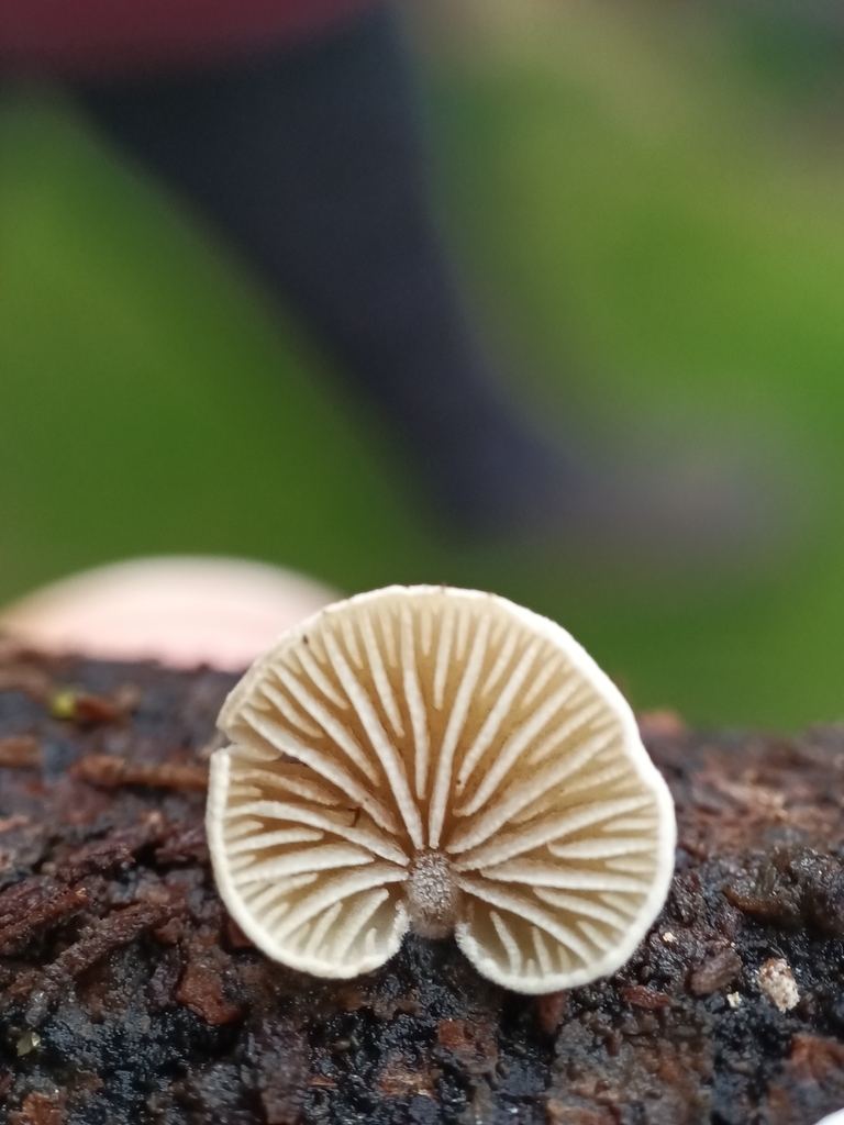Crepidotaceae from Quilpué, Valparaíso, Chile on June 25, 2023 at 02:20 ...