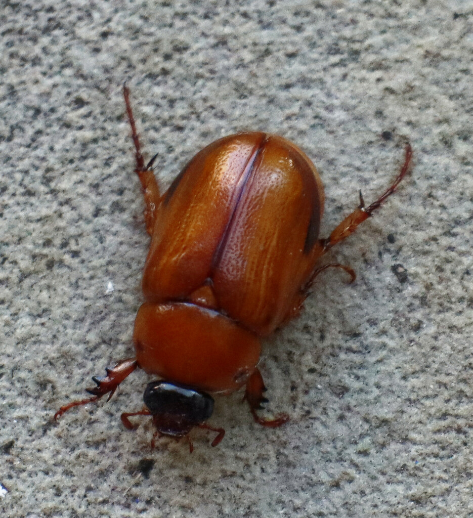 Southern Masked Chafer from Home-back on June 28, 2023 at 06:02 PM by ...