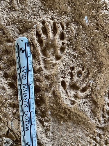 Raccoon Tracks – NatureTracking