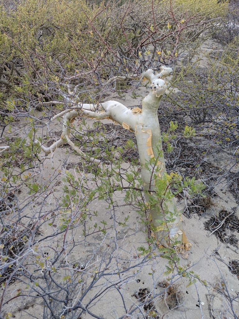 elephant tree from Loreto Municipality, Baja California Sur, Mexico on ...
