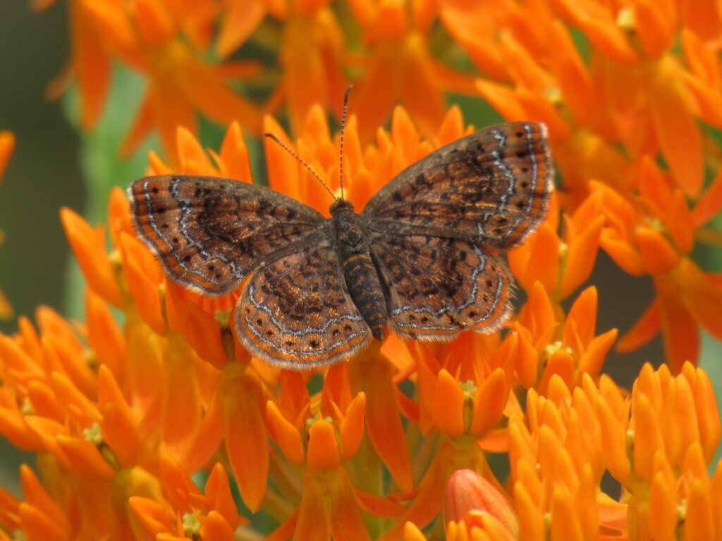 Northern Metalmark in June 2023 by smwhite. 6/28/2023 Cox Arboretum ...